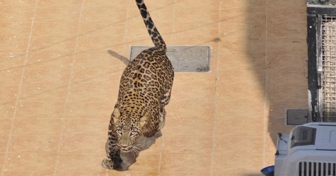 Caught On Camera: Leopard Enters A House In Pinjore, Nabbed