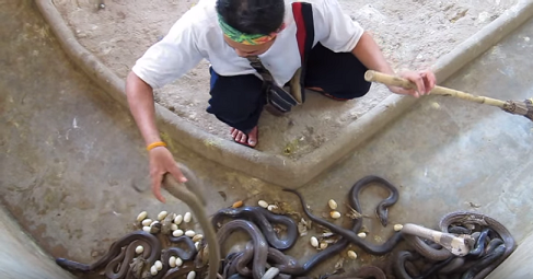 [VIDEO] Man Cleaning King Cobra Pit – Is This The World’s Most ...