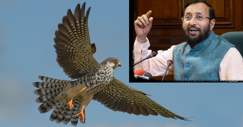 Javadekar Vows To Develop Doyang Lake In Nagaland For Amur Falcon Birds