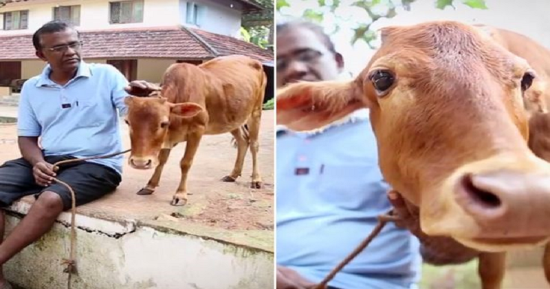 Meet the World’s Shortest Cow – who is just 61.5cm Tall and Holds a ...