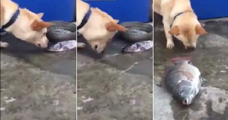 [Video] This Dog Tries To Save And Revive Dead Fishes By Splashing ...