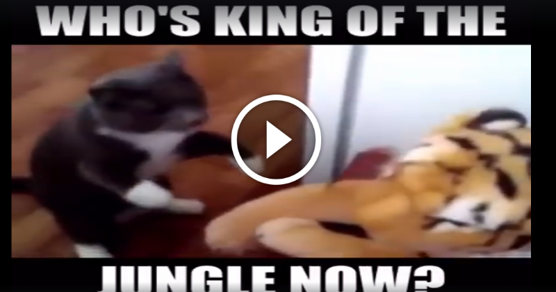Hilarious Video Of Cat Repeatedly Punching A Tiger
