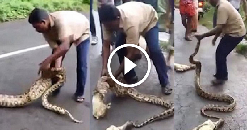 Man Squeezes Out Goat From The Stomach Of A Live 6-Foot Python [Video]
