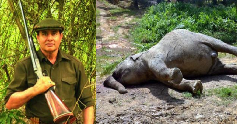 Rogue Elephant That Killed 4 Persons Shot Dead By Hyderabad Shooter