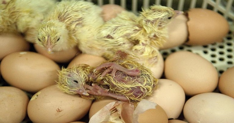 The University Of Chile Scientists Creates Chicken Embryo With Dinosaur ...