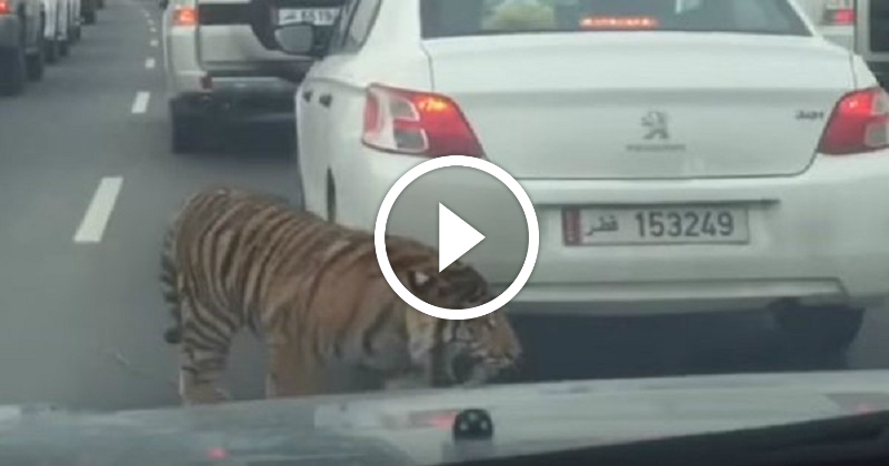 [Video] A Tiger Cub Spotted Dodging Traffic On A Highway In Doha