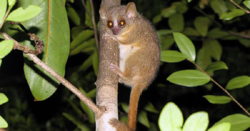 Three New Tiny Mouse Lemur Species Found In Madagascar