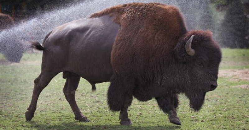 Archaeologists Uncover 13,000-year-old Bones Of Ancient, Extinct Bison ...