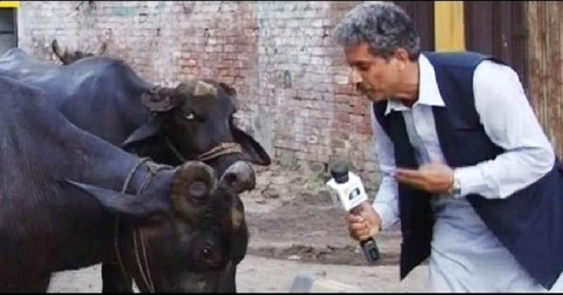 This Pakistani TV Reporter Interviews Buffaloes For His News Report!