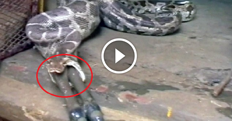 Watch How A Python Regurgitates Entire ANTELOPE In Front Of Stunned ...