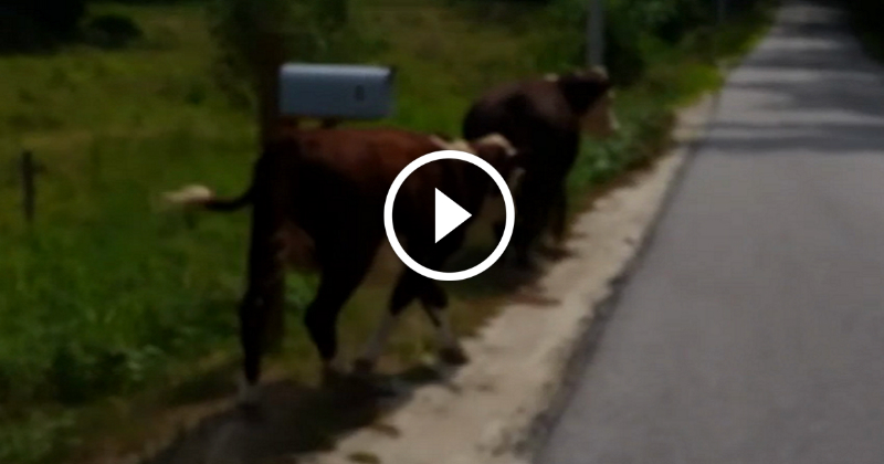This Video Of Cop Attempting To Arrest Pair Of Cows Is The Funniest ...