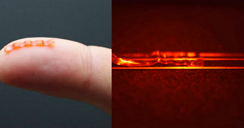 Watch This Breathtaking Video Of Tiny Light Powered Caterpillar Robot Which Mimics Natural Crawl