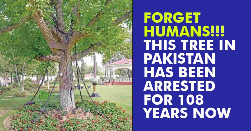 You Won’t Believe Pakistan Has Kept This Tree Under Arrest For More ...