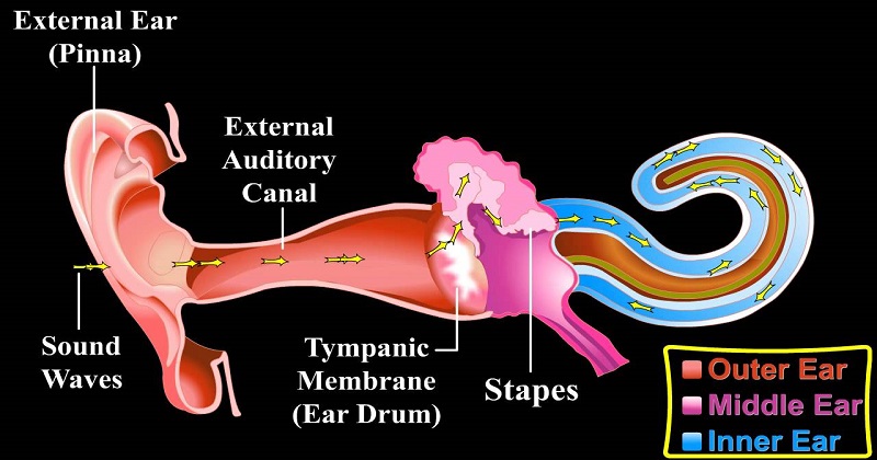 This Video Explains How Sound Waves Are Converted Into Sound Signals