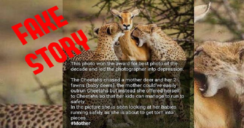 Here’s The Truth Behind The Cheetah-Deer Photo Story, The Photographer ...