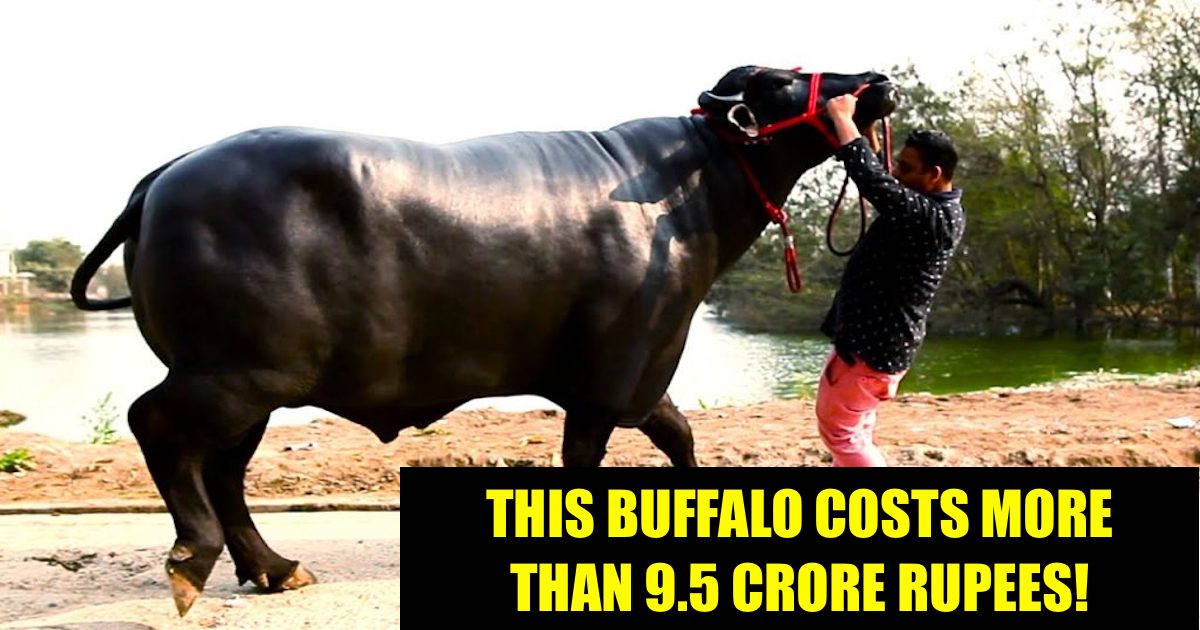 ‘Indian Buffalo-Yuvraj’ Breaks The Records Pricing At Whopping Rs 9.5 ...