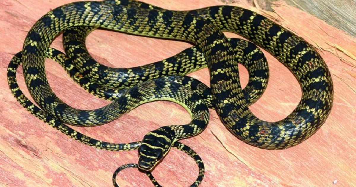 Chrysopelea Ornata: Rare Flying Snake Found In Hyderabad