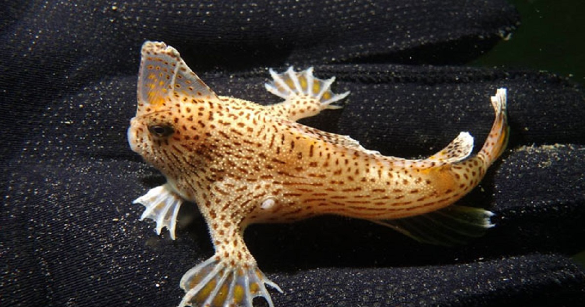This Strange Fish In Australia Is Safe From Extinction Because Of ...