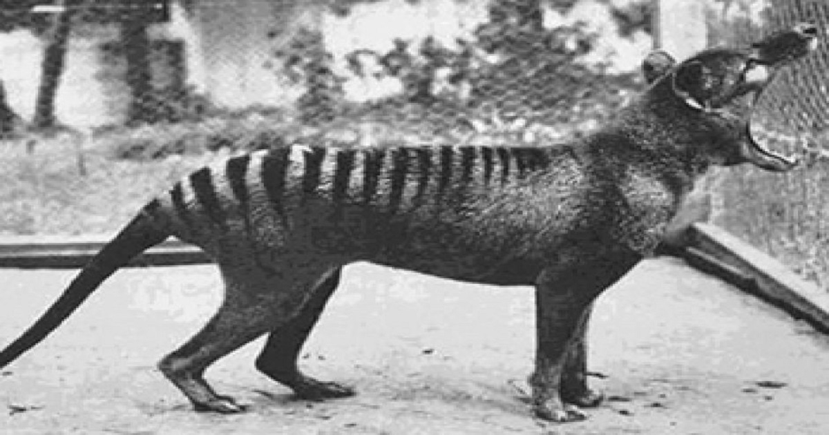 Climate Change Is The Reason Behind Extinction Of Tasmanian Tigers ...