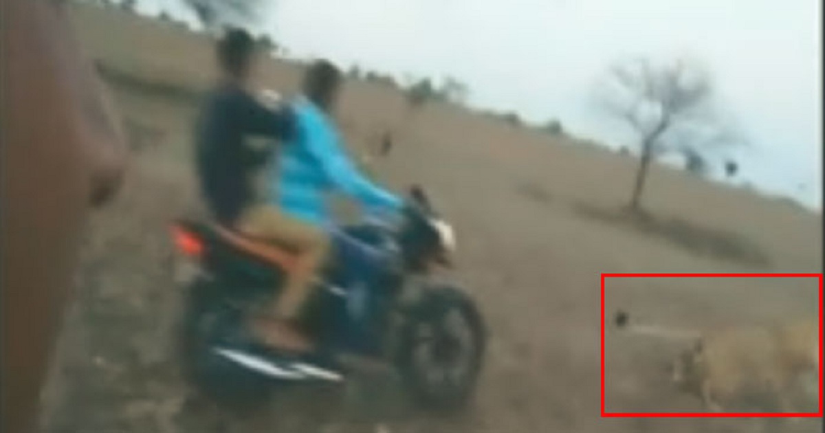 [WATCH VIDEO] Four Bikers Chasing, Bullying Lions In Gujarat’s Gir ...