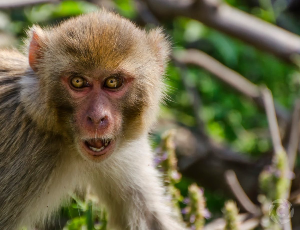 Monkey Attacks 60-year-old Woman, falls from the Terrace and Dies