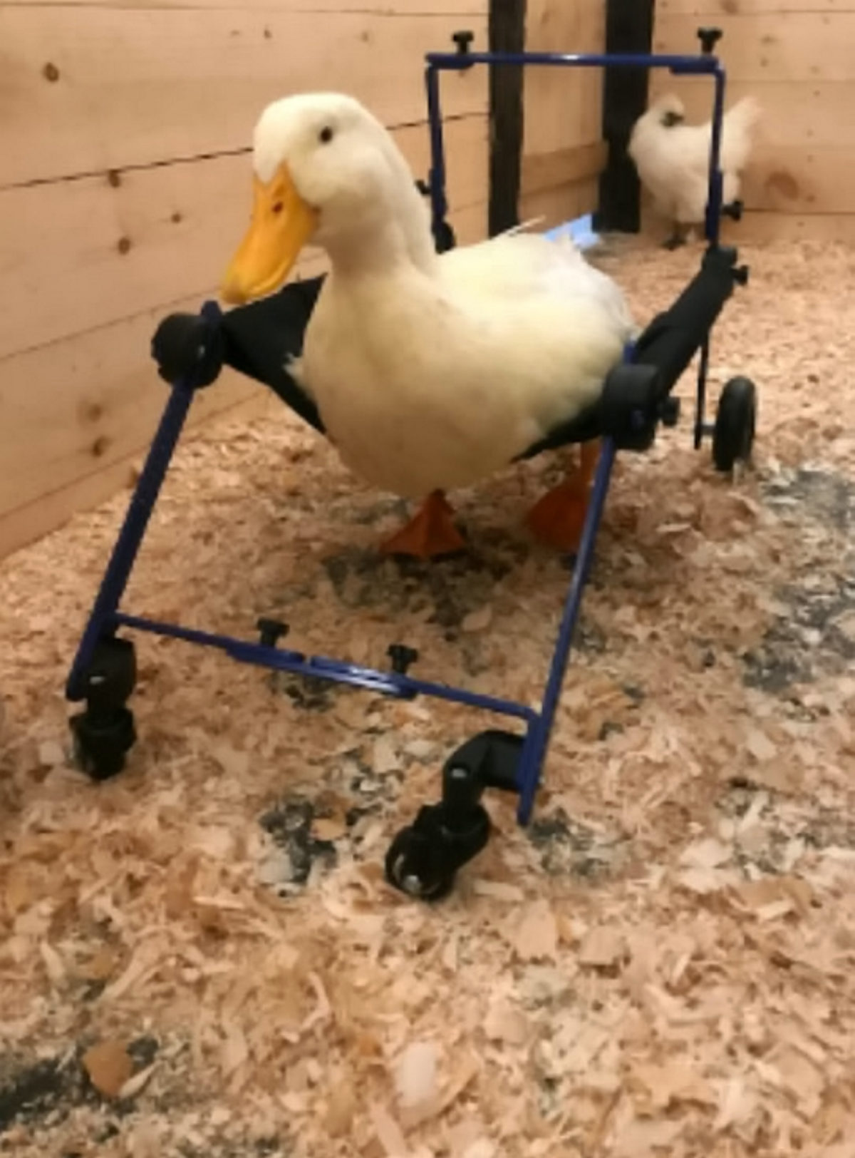 Special Wheelchair for Merlin the Disabled Duck