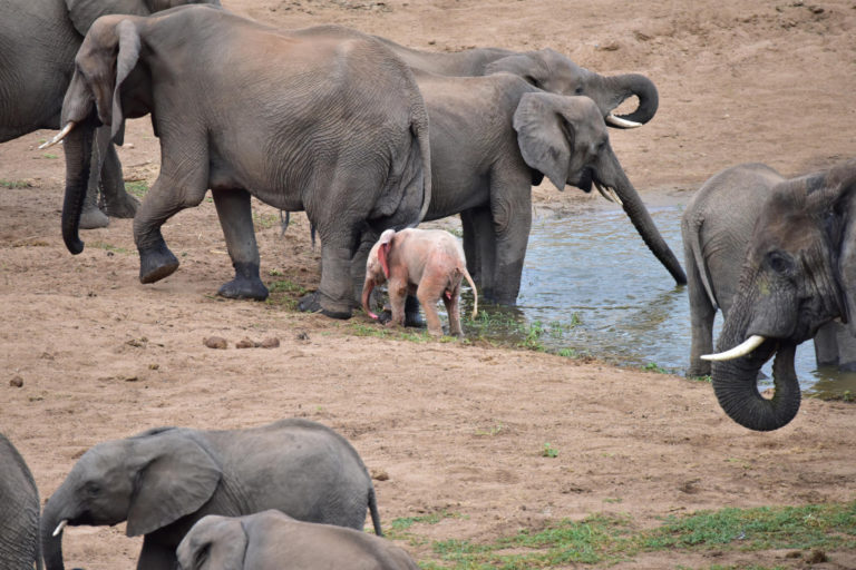 Rare Albino Elephant Spotted in South African Wildlife Park