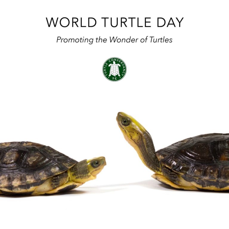 World Turtle Day HD Images, Ultra-HD Wallpapers, and Pictures For ...