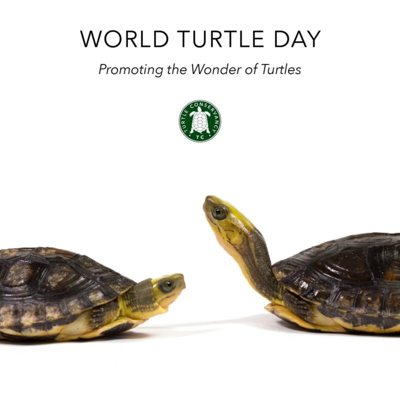 World Turtle Day HD Images, Ultra-HD Wallpapers, and Pictures For ...