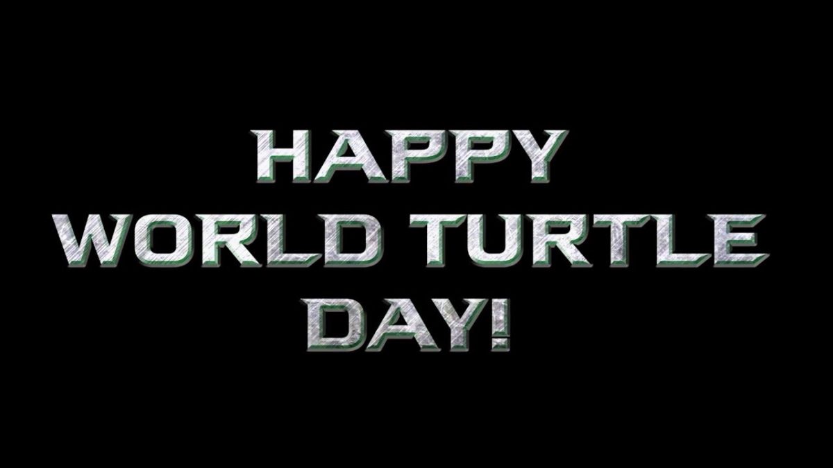 World Turtle Day HD Images, Ultra-HD Wallpapers, and Pictures For ...