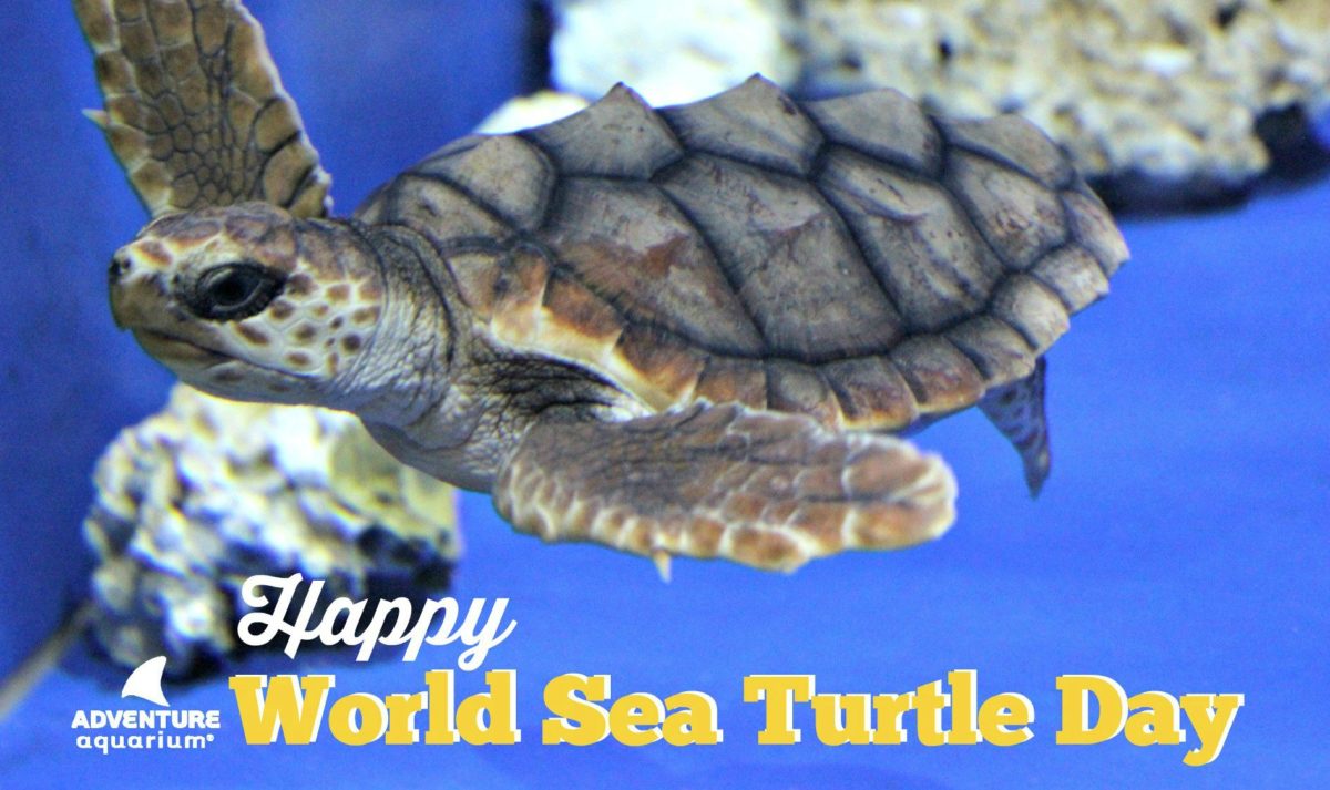 World Turtle Day HD Images, Ultra-HD Wallpapers, and Pictures For ...