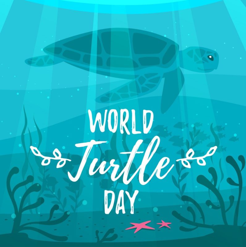 World Turtle Day HD Images, Ultra-HD Wallpapers, and Pictures For ...