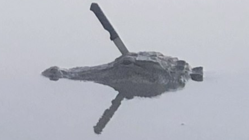 Alligator seen swimming in Texas with a Knife in its head