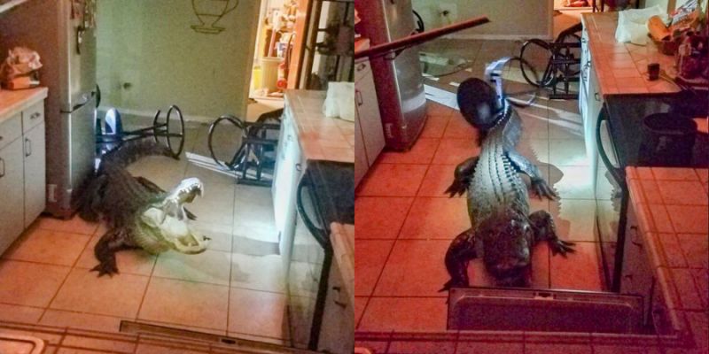 11-foot male Alligator broke into someone’s Kitchen in Florida