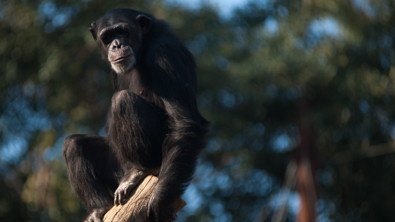 Chimpanzee Meat is being eaten at weddings and is being sold at markets ...