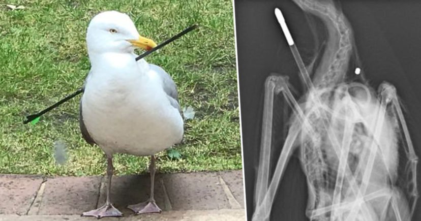Seagull Miraculously Survives Air-Gun And Arrow Attacks