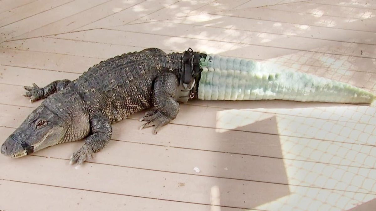 Mr. Stubbs The Tailless Alligator Gets A New Specialized 3D Printed ...