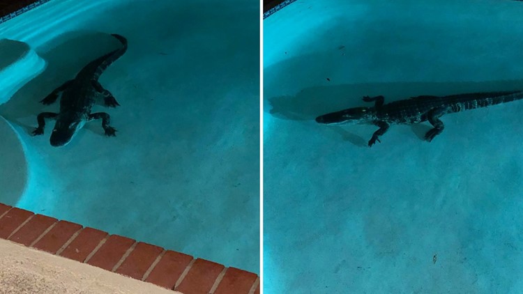 Florida Woman Discovers 7-Foot Alligator Enjoying Late-Night Swim In ...