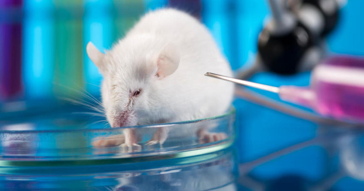 Researchers Successfully Eliminate HIV From An Animal's Genome