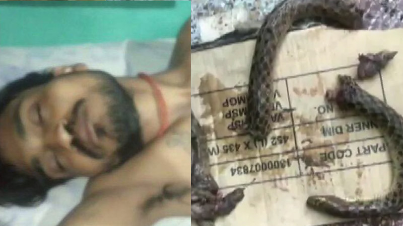 Drunk Indian Man Bites Snake into Pieces After It Bit Him