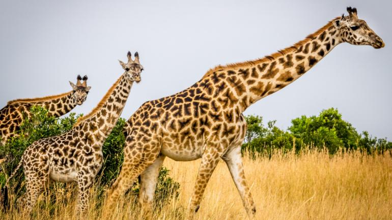 IUCN Says Masai Giraffes Are Now Endangered