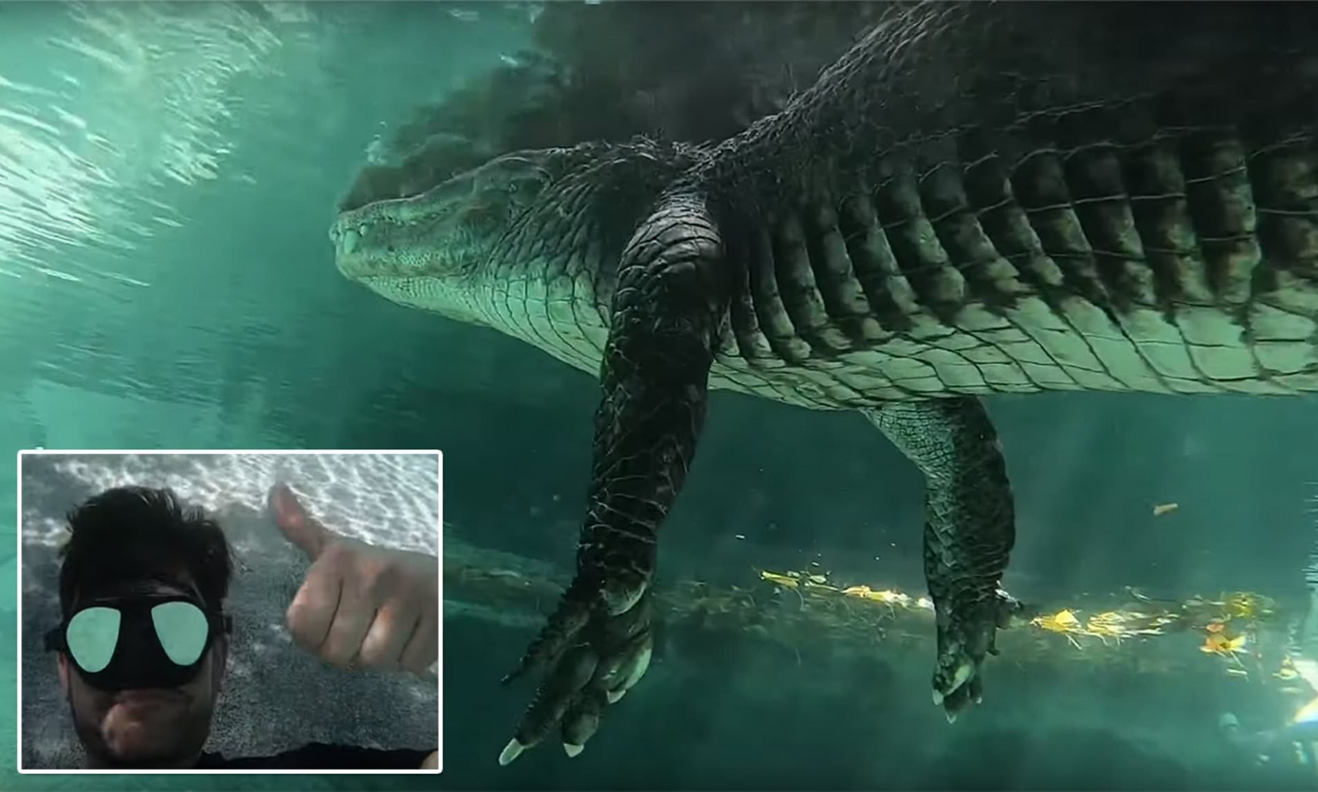 Watch: Adventurer Swims Underneath Giant Killer Alligator In Florida