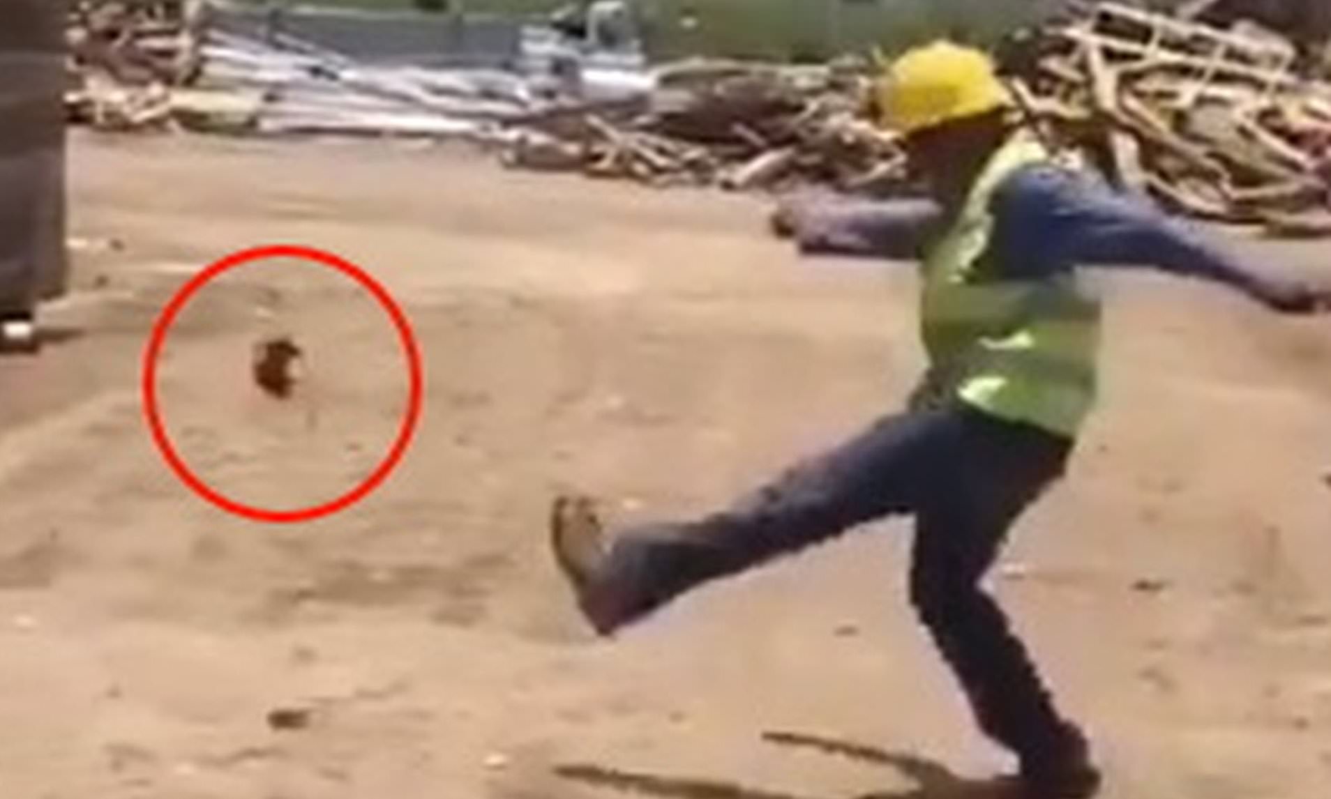 Builder Kicks Rat In Air Like A Football After Fellow Worker Smashed It ...