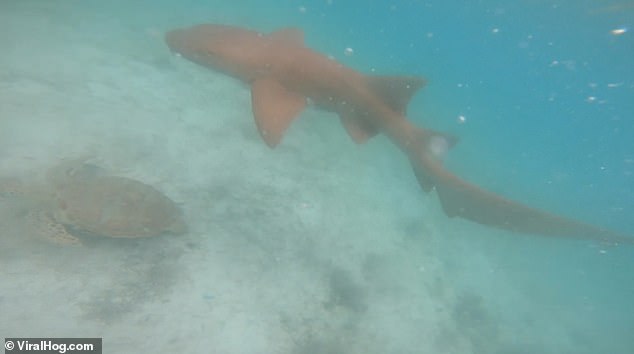 Snorkeler On A Turtle-Watching Trip Swims For His Life After Nurse ...