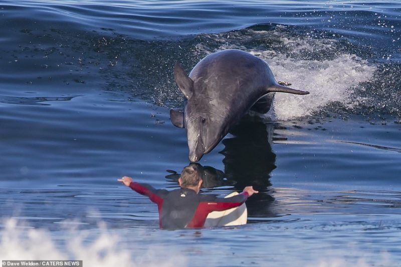 Photographer Catches Incredible Rare Moment Dolphin Swimming Straight ...