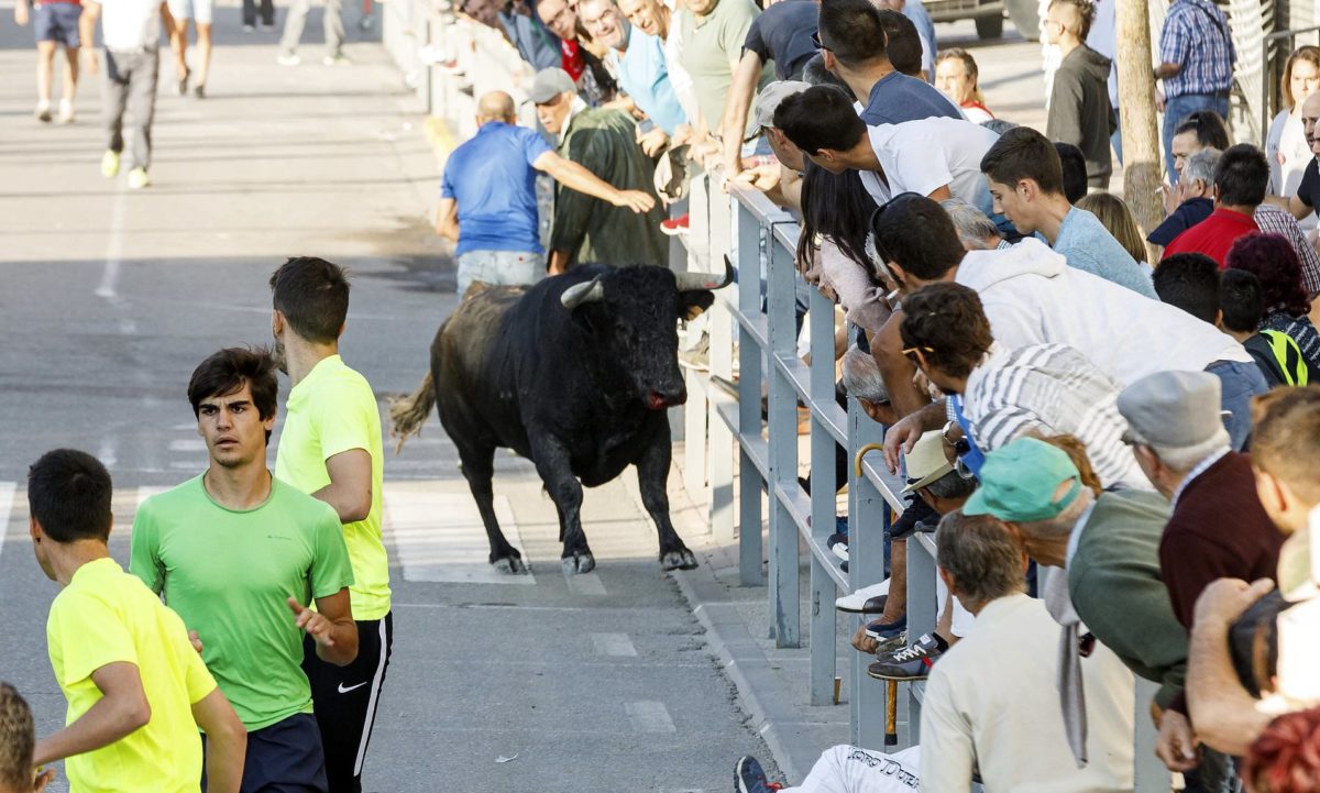 62-Year-Old Man Dies After Rampaging Bull Gored Him In His Chest And ...