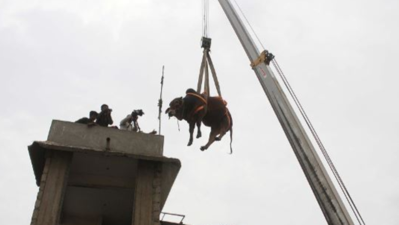 Pakistani Farmers Are Using Cranes To Move Rooftop Cows In Karachi