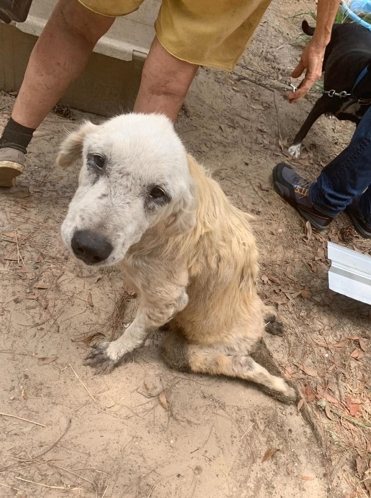 Couple In Florida Arrested For Chaining Malnourished Dogs To Trees, 90 ...