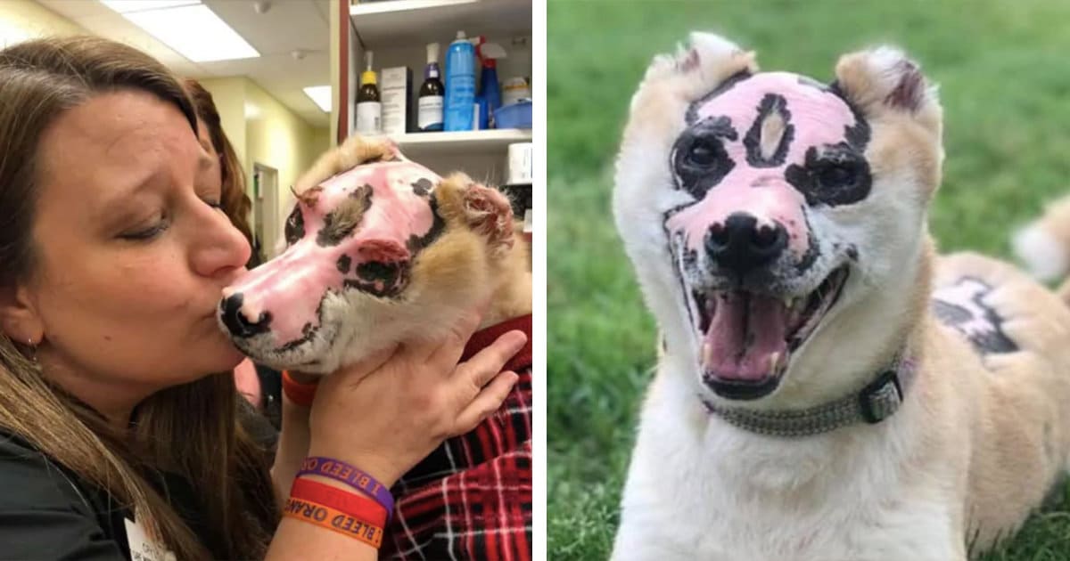 Dog Badly Burned In Fire Dedicates His Life To Support And Comfort Burn ...