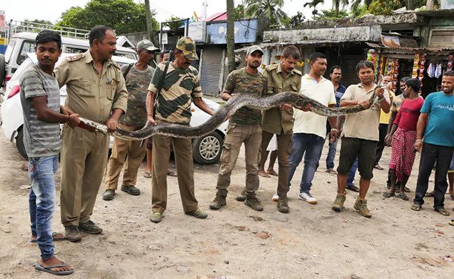 35 Kilogram 14-Feet-Long Python Rescued From A Tea Garden In Assam